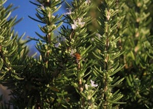 Antioxidant systems - Vitablend